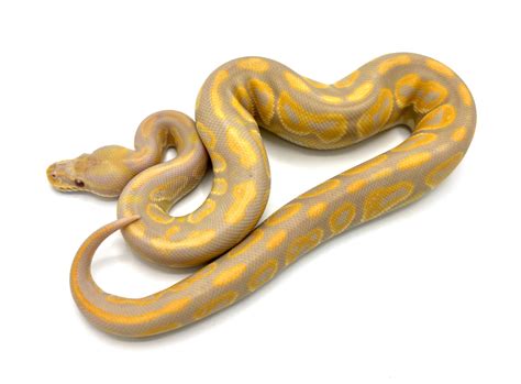 Black Pastel Toffino Royal Constrictor Designs