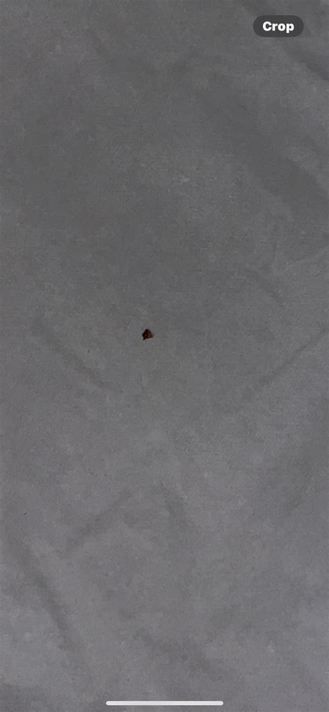 Is This A Bed Bug Body Part Or Just A Piece Of Crud Rbedbugs