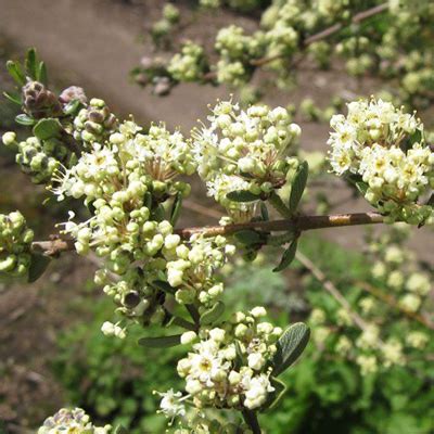 Ceanothus Cuneatus Phoenix Perennials