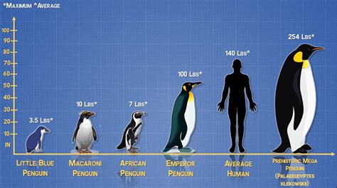 Prehistoric Penguins