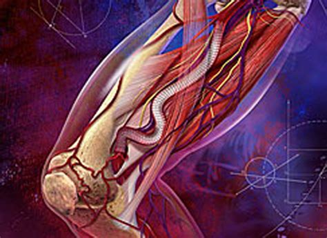 Vascular Graftspatches Pericardial Membranessutures Medlex Medical