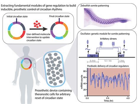 Reprogramming Cellular Rhythms With Synthetic Biology Institute For