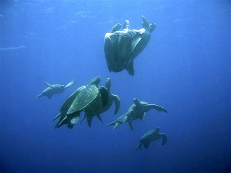 Green Sea Turtle Reproduction Green Sea Turtle Reproduction