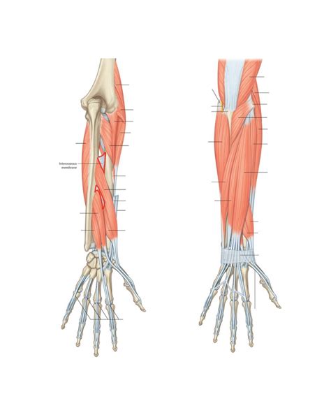 Muscles Of Posterior Forearm Unit 3 Diagram Quizlet