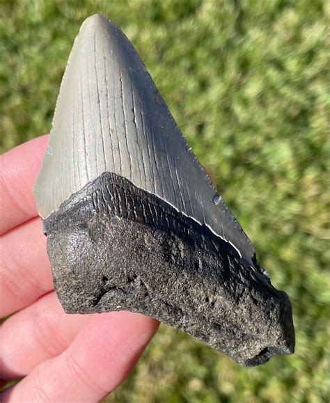 Fossil Megalodon Sharks Tooth Big 33 Meg Meglodon Miocene 4651574693
