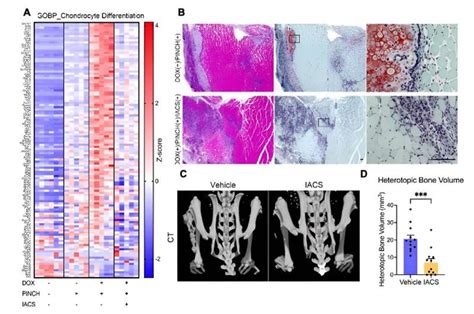 Inhibition Of Oxidative Phosphorylation Points To New Potential