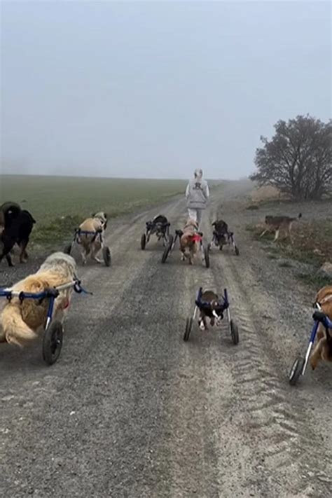 La Historia Detrás Del Tren Para Perros Discapacitados Que Conmovió Al