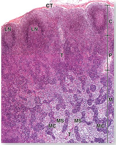 Histology Practical 2 Flashcards Quizlet