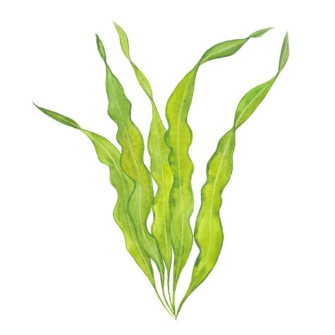 Clip Art Of A Kelp Illustrations Royalty Free Vector Graphics And Clip