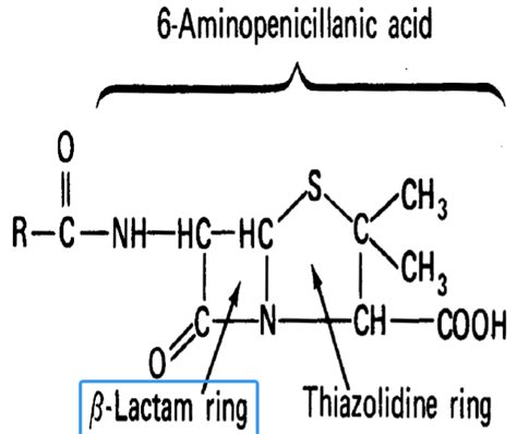 β－内酰胺类抗生素 知乎