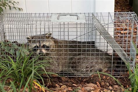 Humane Raccoon Removal Toronto Trusted Wildlife Experts