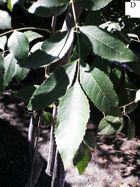 Can Anyone Help Me Identify These Tree Leaves II Part ResearchGate
