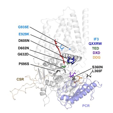 The Catalytic Domain Of Cellulose Synthase More Than Just Cellulose