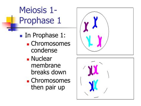 Ppt Meiosis Powerpoint Presentation Free Download Id1351638