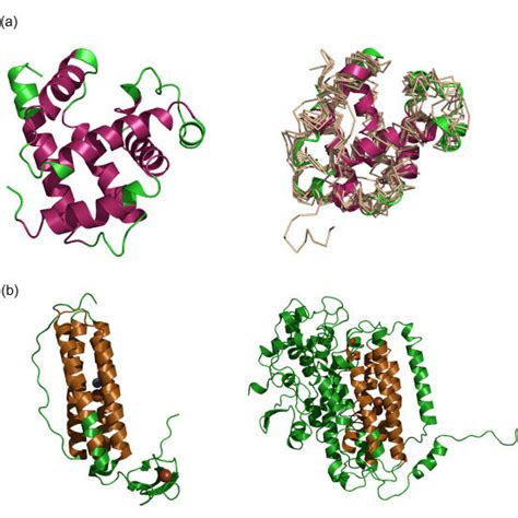 A Structurally Conserved Regions Identified In The Globin Fold In