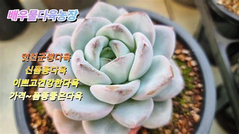 1월27일각종신상다육포함 명품선별 Youtube