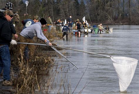 Reminder One Day Smelt Dipping Opens On Cowlitz River Wednesday
