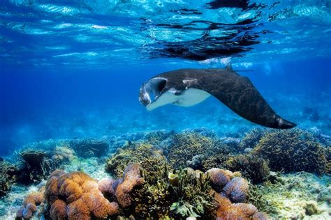 Sunset Manta Ray Snorkeling Adventure At Keauhou Bay From 130