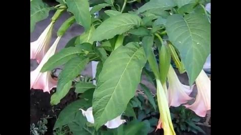 БРУГМАНСИЯ - ВАЖНОЕ УСЛОВИЕ ЦВЕТЕНИЯ, ОБРЕЗКА ЧАСТЬ 3 / Brugmansia ...