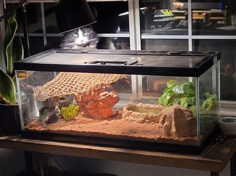 Craig Sits Behind The Lizard Tank Every Night Lookin Like Hes Plotting