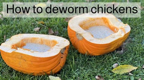 How To Deworm Chickens Naturally Quick And Easy Recipe Youtube