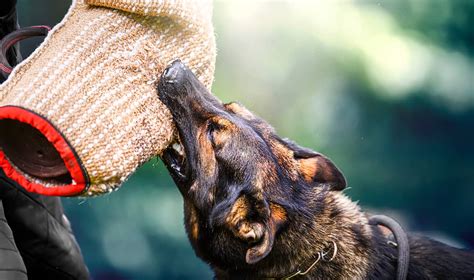 Seeking Compensation For Dog Bite Injuries A Complete Guide The Dogs