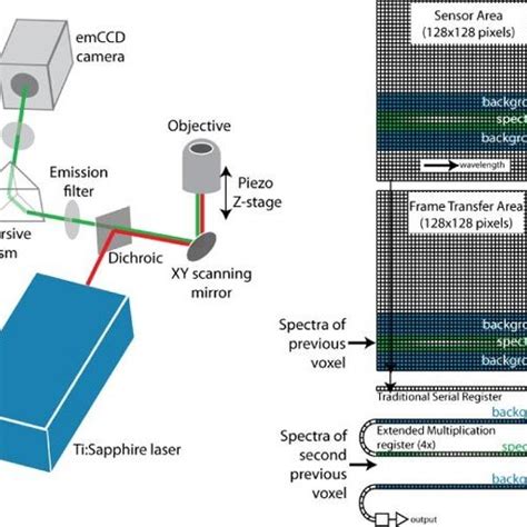 3d nonlinear spectral imaging of in vivo human skin caucasian skin