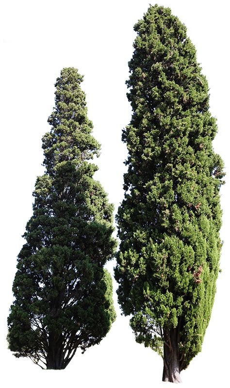 Cypress Tree Silhouette Outline Shadow Png
