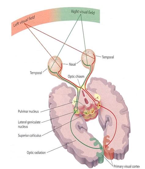 Diagram Of Retinal Geniculate Striate System Quizlet