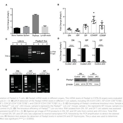 Defective T Cell Development In Paxbp1 CKO Mice A Representative