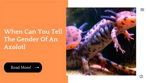 When Can You Tell The Gender Of An Axolotl Unified Pets