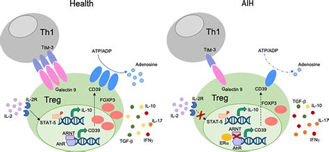 Autoimmune Hepatitis Pathogenesis At Reginald Hopkins Blog