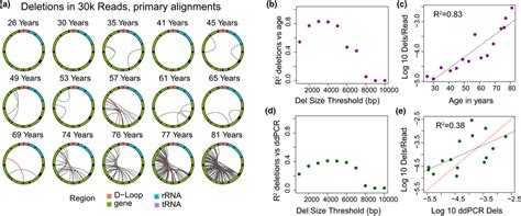 Large Mtdna Deletions In Primary Alignments A Localization Of