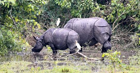 Assam Floods Affected Over 15 Lakh Animals