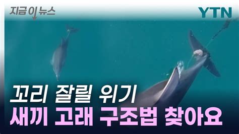 새끼 남방큰돌고래 또 위태로운 모습으로 발견 구조 방안 고심 [지금이뉴스] Ytn Youtube