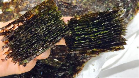 전자레인지로 뚝딱 쉽게 김 굽는 법