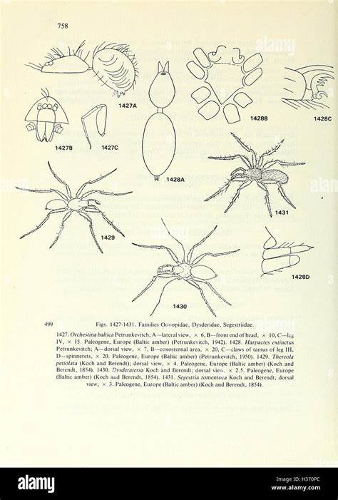 This Work Covers The Foundational Principles Of Paleontology Including Fossil Analysis Dating