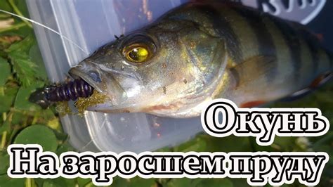 Ловля окуня на заросшем пруду в траве в жару на спиннинг - YouTube