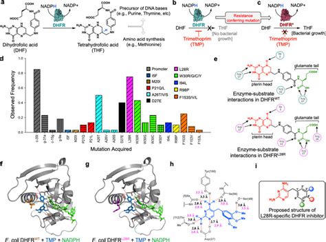 a trimethoprim derivative impedes antibiotic resistance evolution pmc