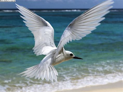 Passaro Voando Papel De Parede Passaros Voando Aves De Estimação