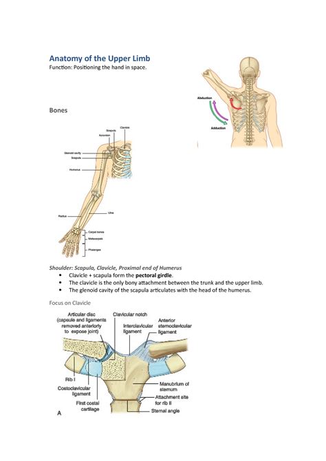Anatomy Of The Upper Limb V2 0 Anatomy Of The Upper Limb Function Images And Photos Finder