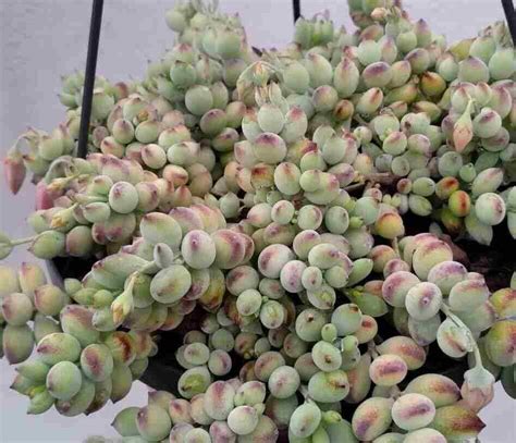 Cotyledon Pendens Care And Propagation Succulent Path