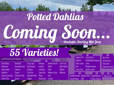 2023 Potted Dahlias Coming Soon Swan Island Dahlias Swan Dahlias
