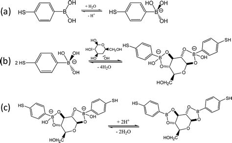 Scheme 1 The Process Of Two Molecules Of 4 Mpba Binding One Molecule Of