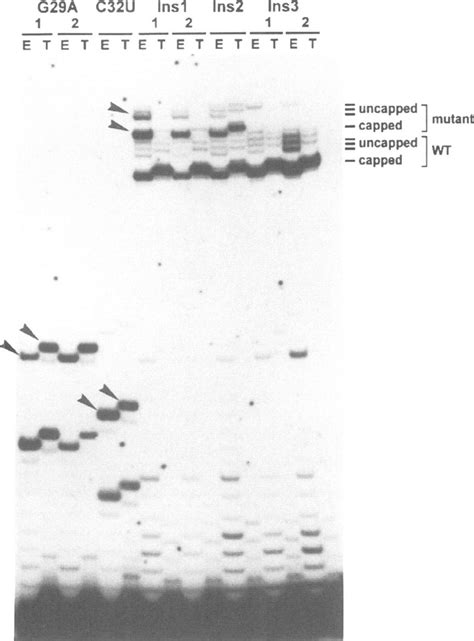 Expression And Trans Splicing Of Sl Rna Derivatives With Point