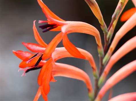 Care Of Watsonia Bulbs How To Grow The Garden Plant Watsonia