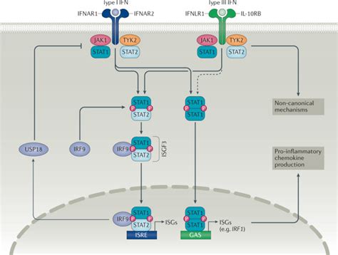 Interferon Lambda In Inflammation And Autoimmune Rheumatic Diseases Pmc