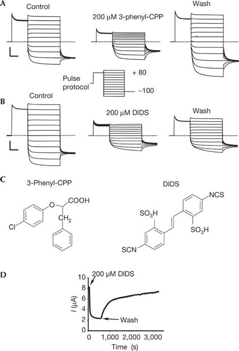Effects Of 3 Phenyl Cpp And Dids On Clc Ka Ab Voltage Clamp Traces Effects Of 3 Phenyl Cpp And Dids On Clc Ka Ab Voltage Clamp Traces