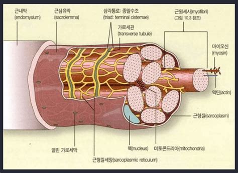 근육 불수의근과 수의근 나이가 들수록 지켜야 할 신체 조직