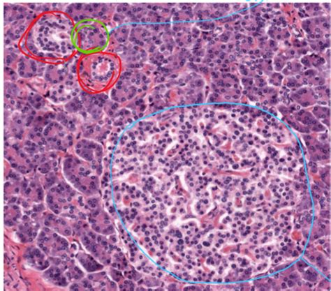 lec 62 endocrine histology 1 hypothalamus and pituitary flashcards